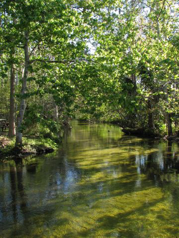 Gallery - Wekiva Wild and Scenic River System
