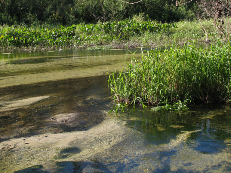 Gallery – Wekiva Wild and Scenic River System