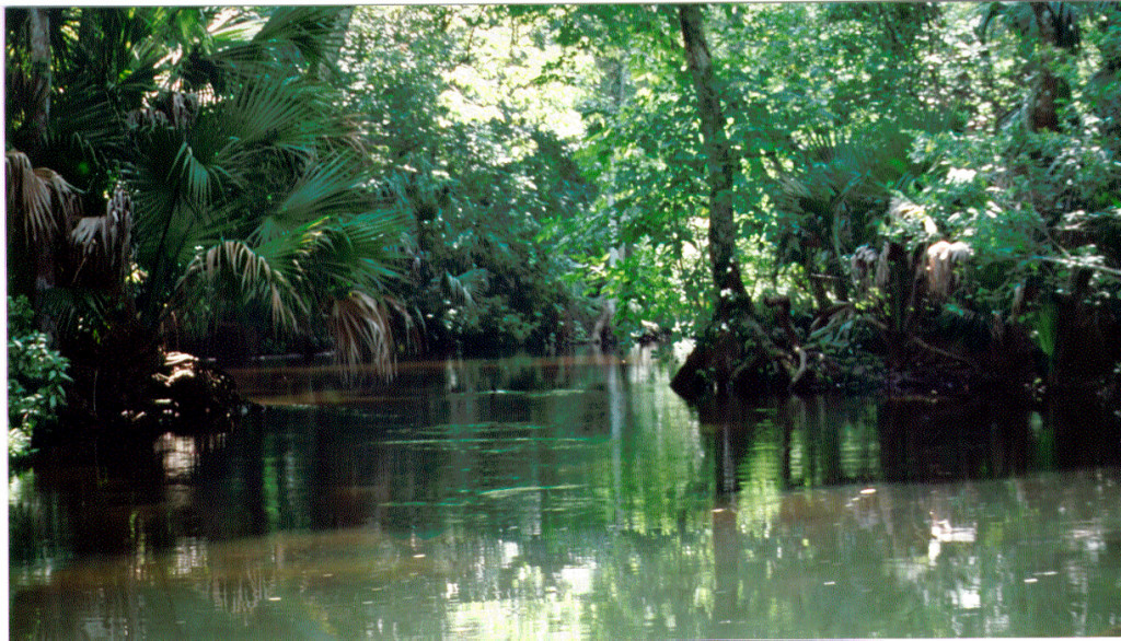 Gallery - Wekiva Wild and Scenic River System