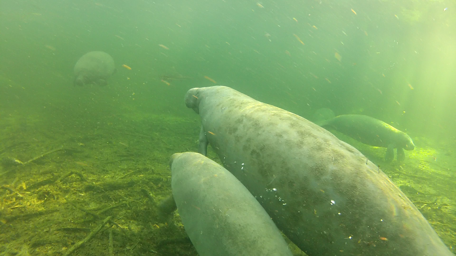 manatees – Wekiva Wild and Scenic River System