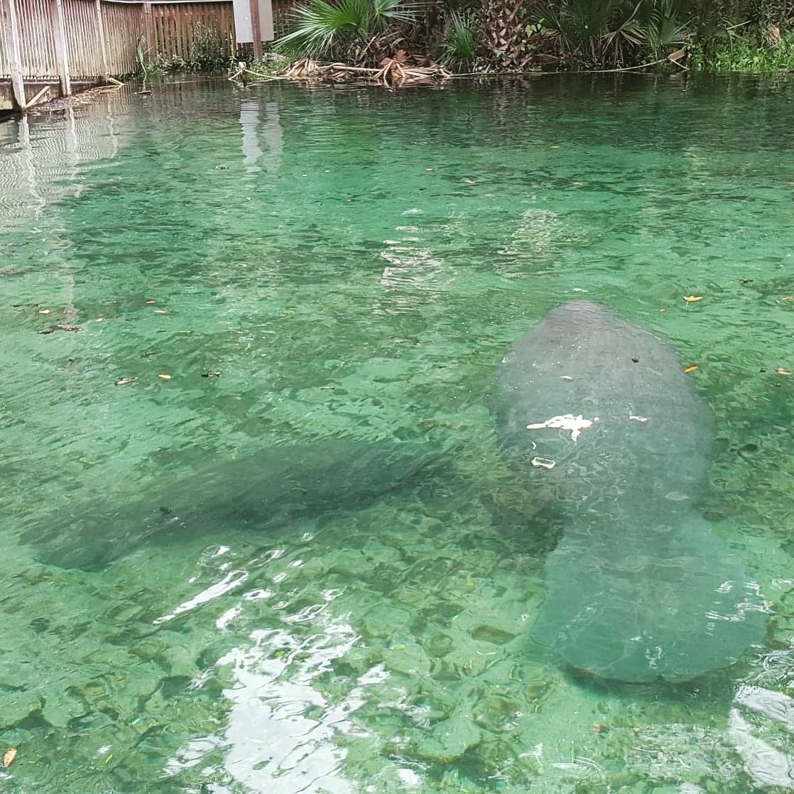 Manatees in the Wekiva River – Wekiva Wild and Scenic River System