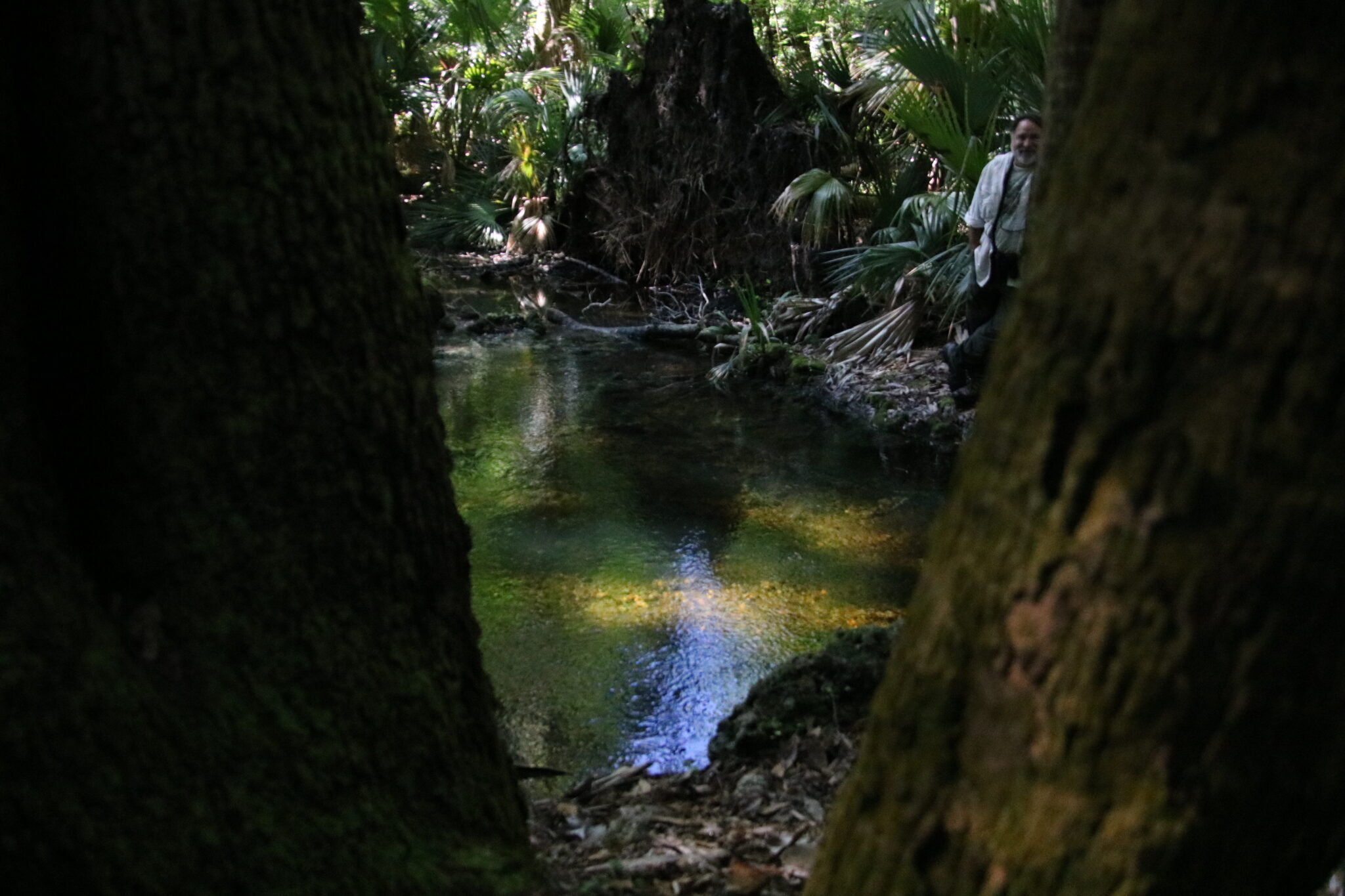 Hidden Springs Tour at Seminole State Forest – Wekiva Wild and Scenic ...